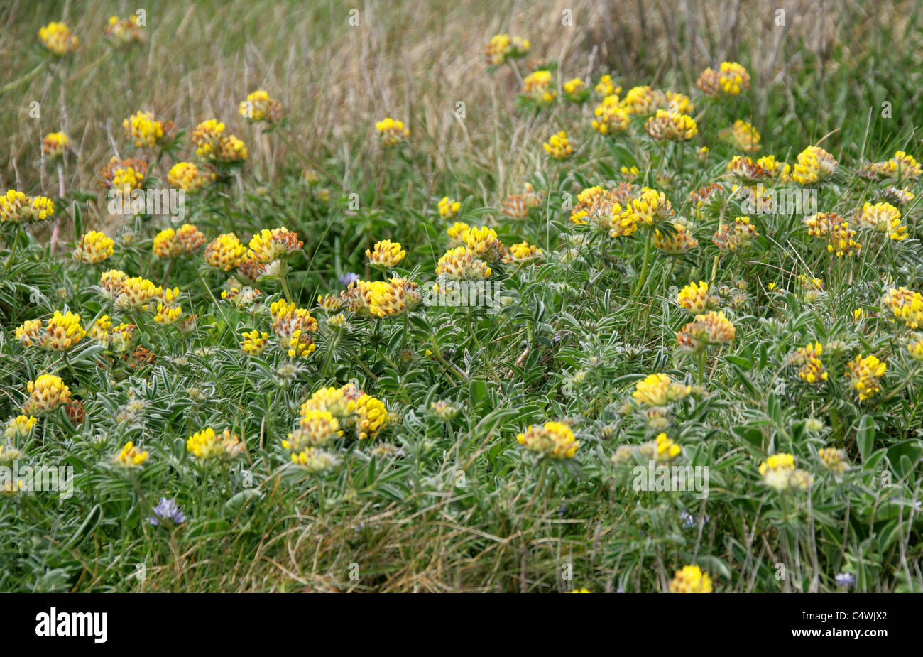 Kidney Vetch, Anthyllis vulneraria, Fabaceae. Cape Cornwall, UK Stock ...