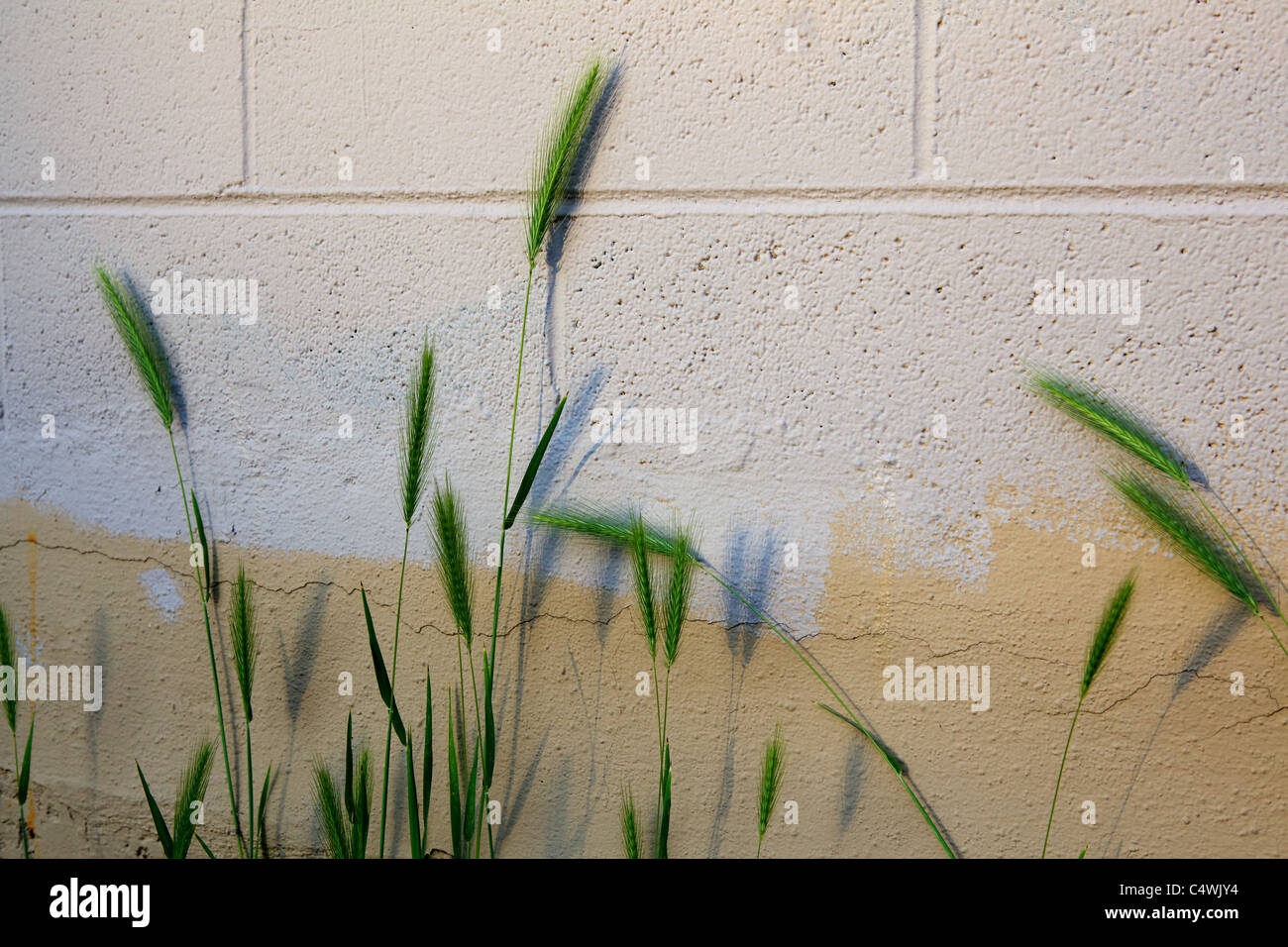 Green fox tail plants casting shadows on a white and beige painted wall ...