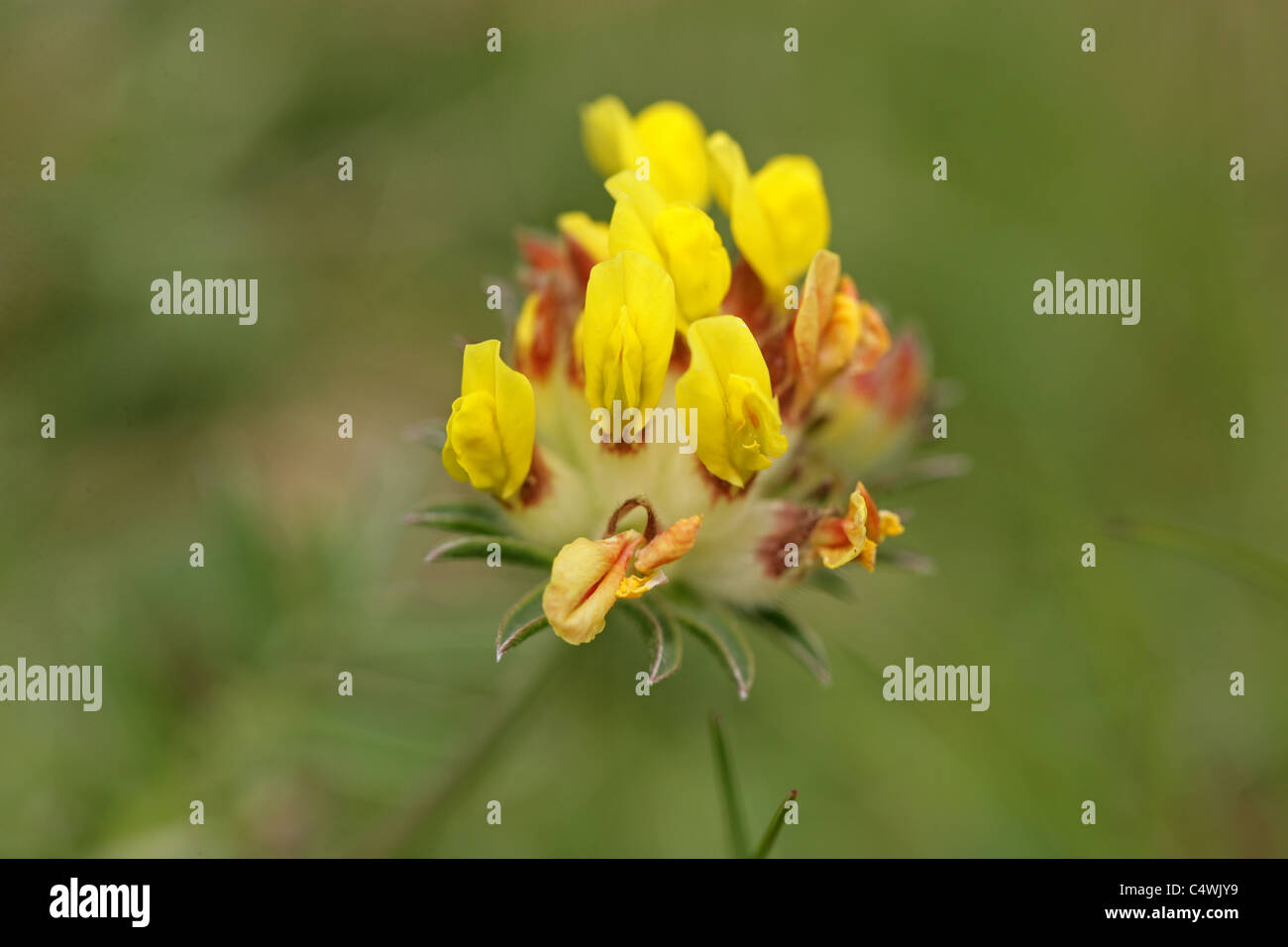 Kidney Vetch, Anthyllis vulneraria, Fabaceae. Cape Cornwall, UK Stock ...