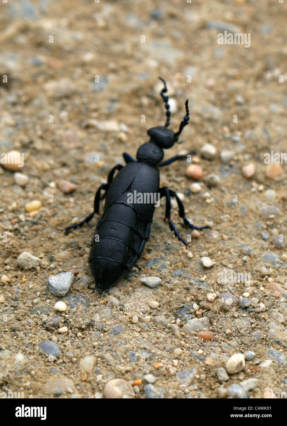 Oil Beetle, Meloe proscarabaeus, Meloidae, Coleoptera. Male Stock Photo ...