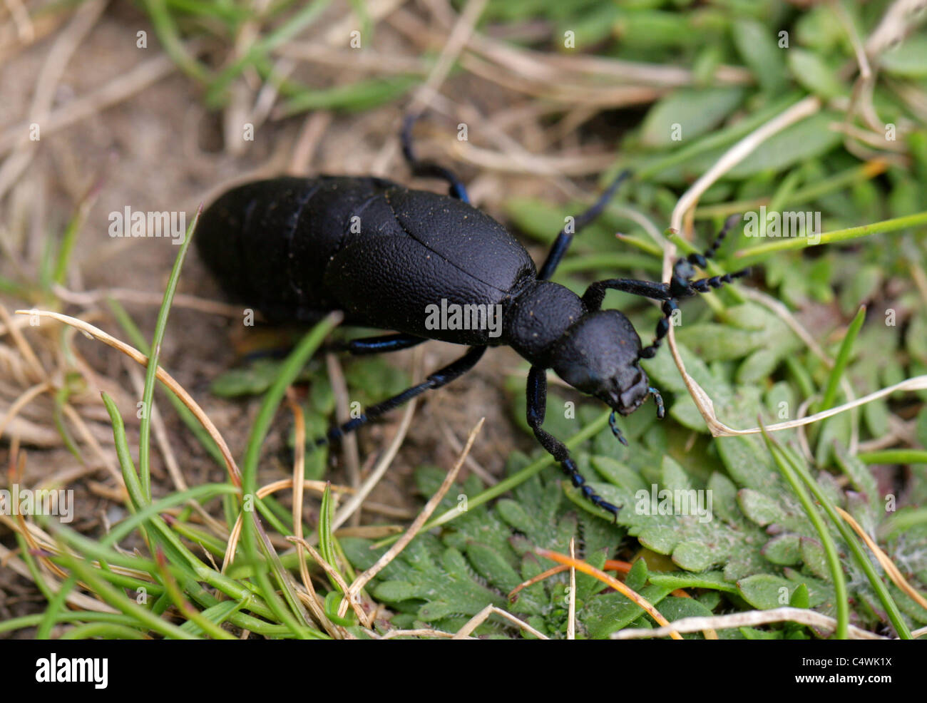 Oil Beetle, Meloe proscarabaeus, Meloidae, Coleoptera. Male Stock Photo ...
