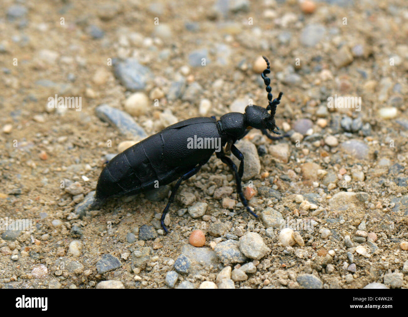 Oil Beetle, Meloe proscarabaeus, Meloidae, Coleoptera. Male Stock Photo ...