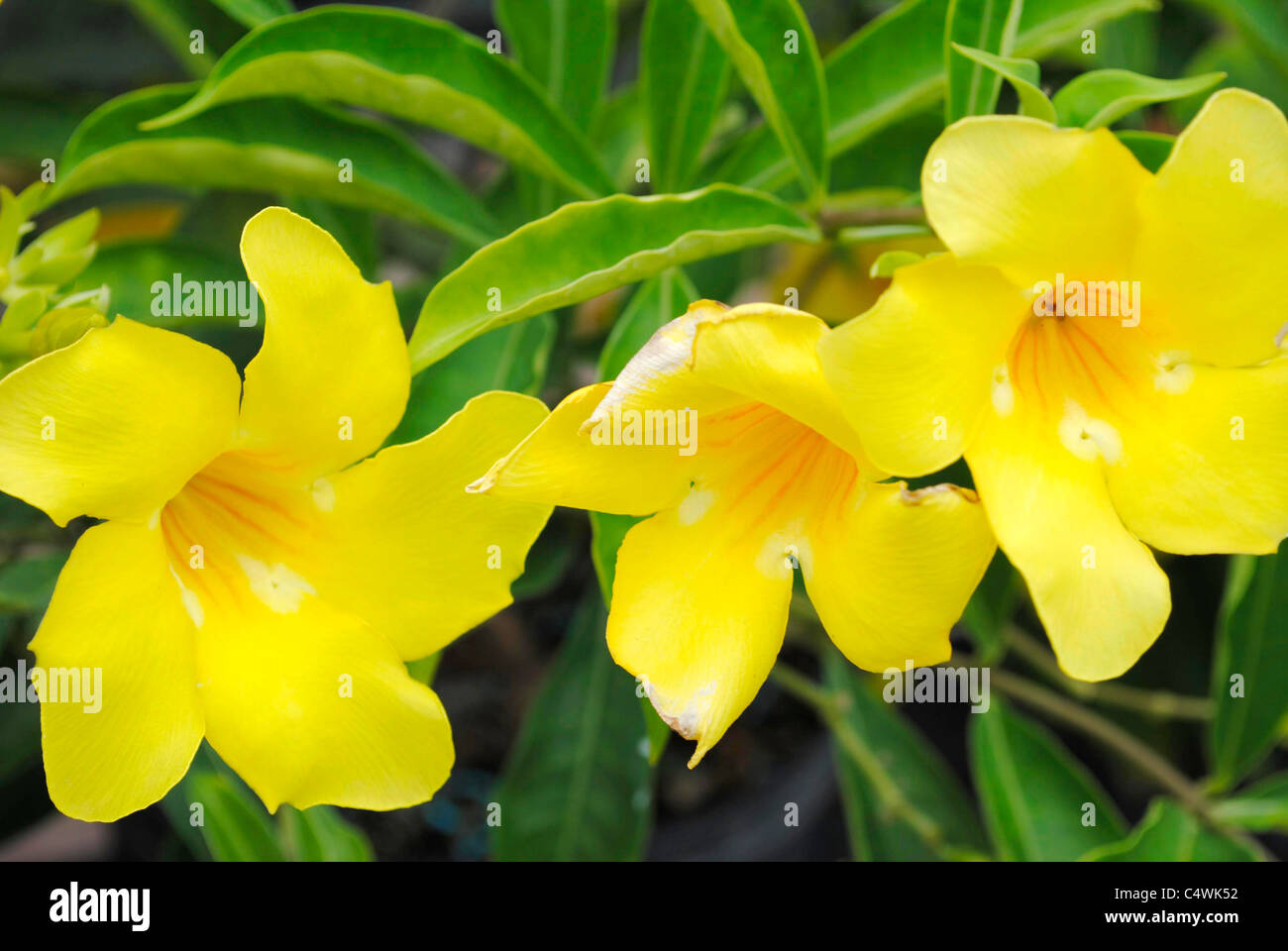 Allamanda cathartic GOLDEN TRUMPET Stock Photo - Alamy