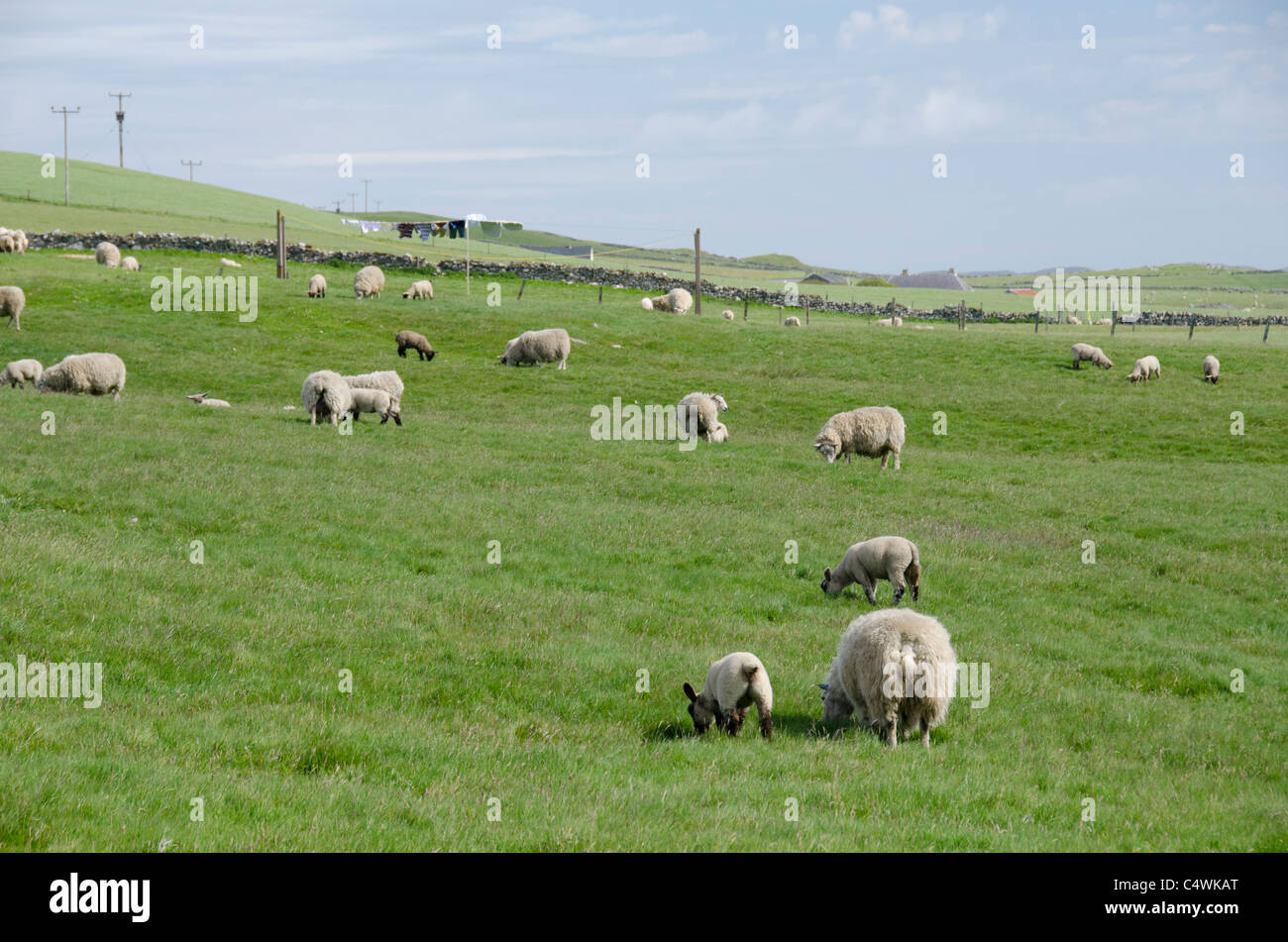 Scotland island pasture livestock hi-res stock photography and images - Alamy