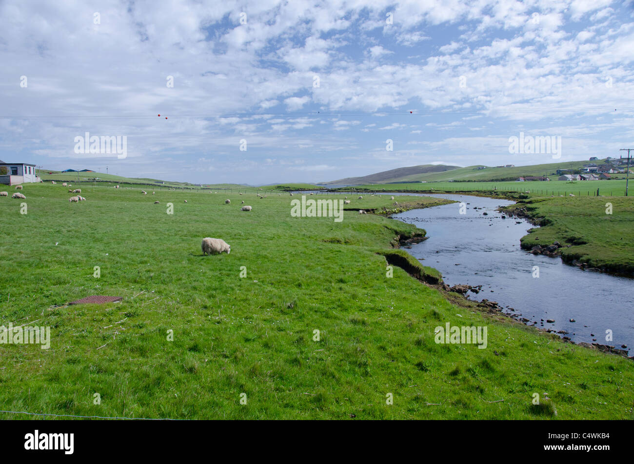Scotland, Shetland Islands, Mainland, Lerwick. Countryside sheep pasture Stock Photo - Alamy