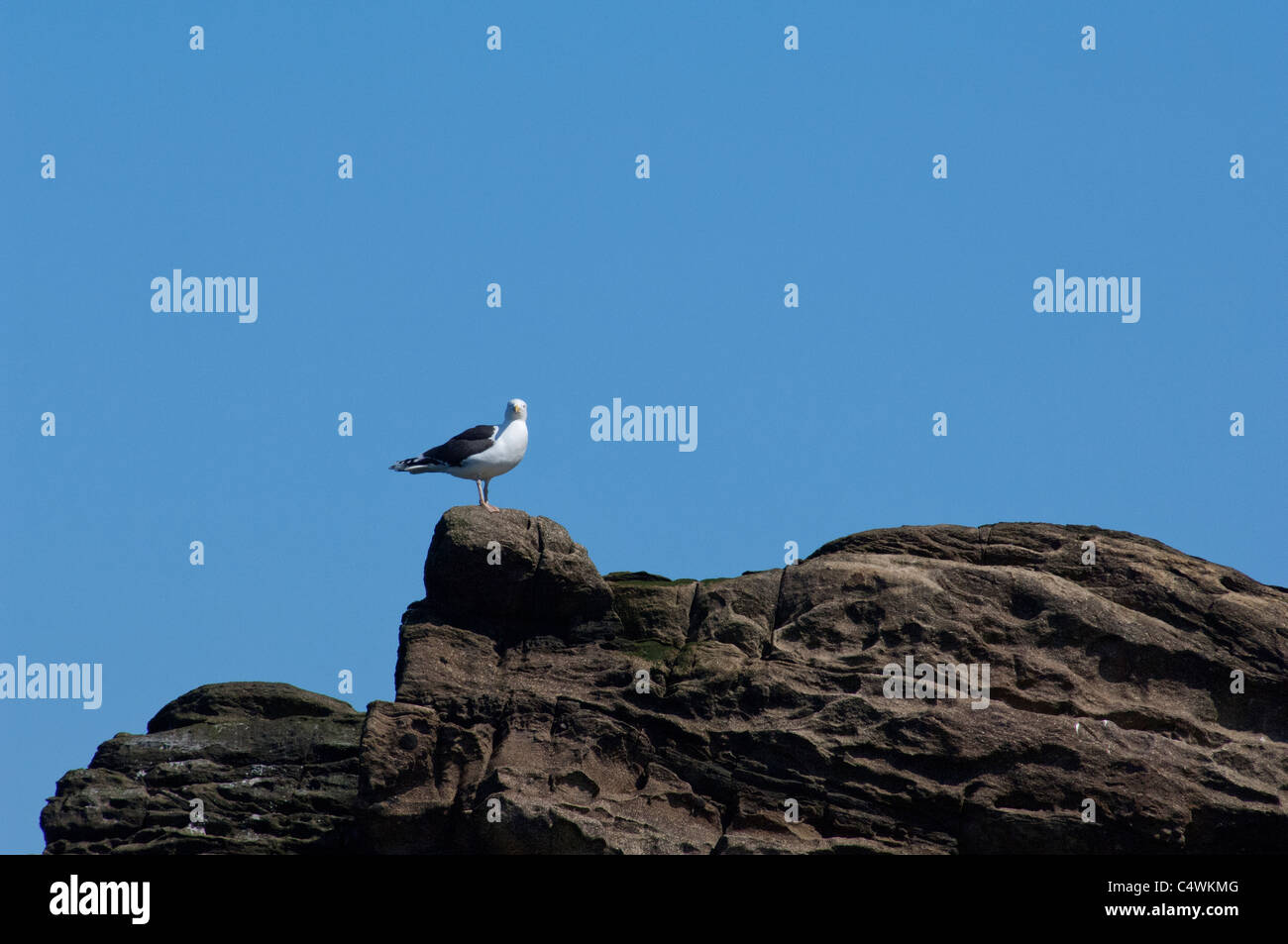 Scotland, Shetland Islands. Noss Scottish Natural Nature Reserve. Bird ...
