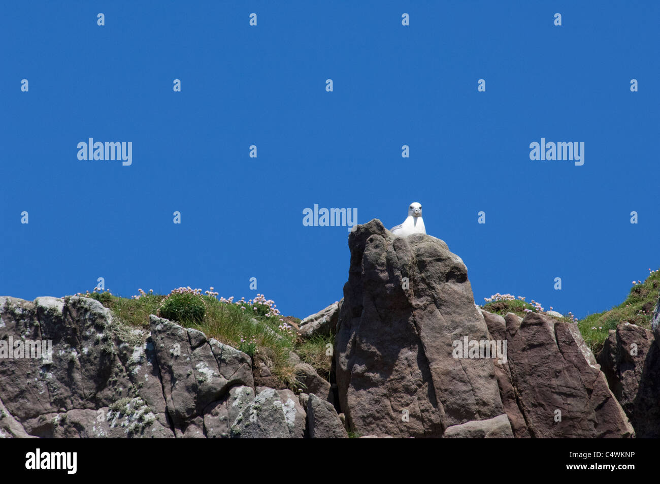 Scotland, Shetland Islands. Noss Scottish Natural Nature Reserve. Bird ...