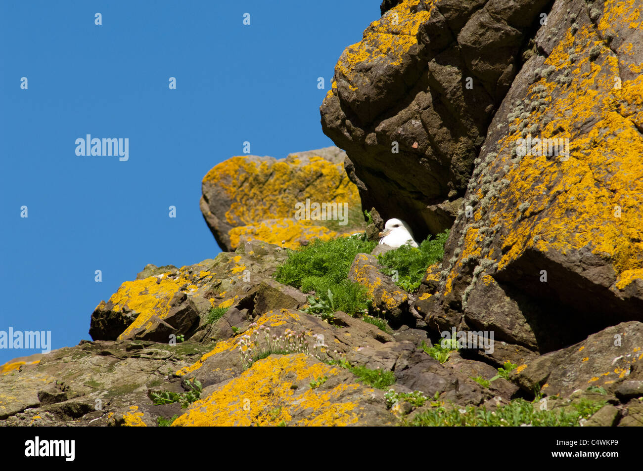 Scotland, Shetland Islands. Noss Scottish Natural Nature Reserve. Bird ...