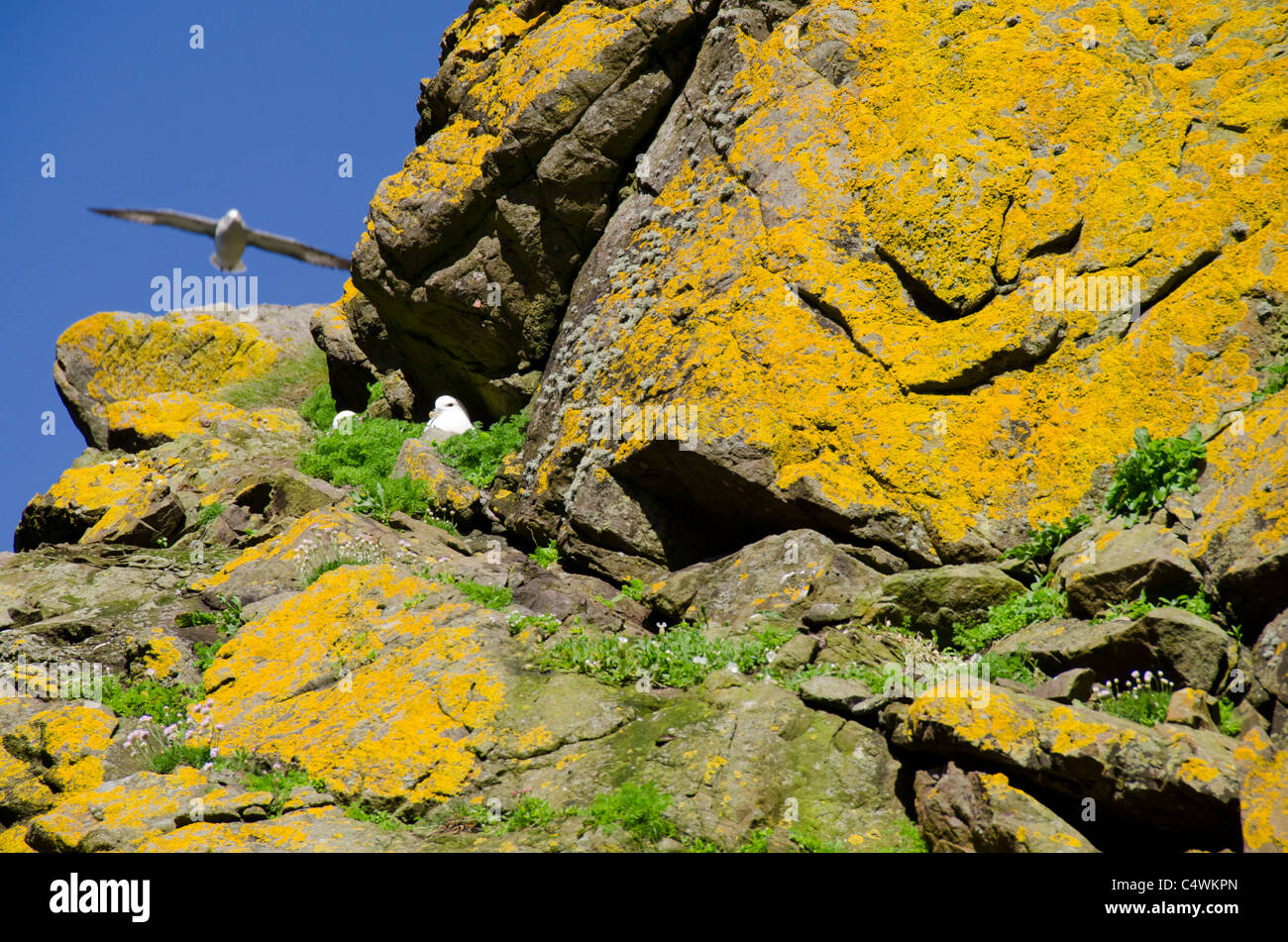 Scotland, Shetland Islands. Noss Scottish Natural Nature Reserve. Bird ...