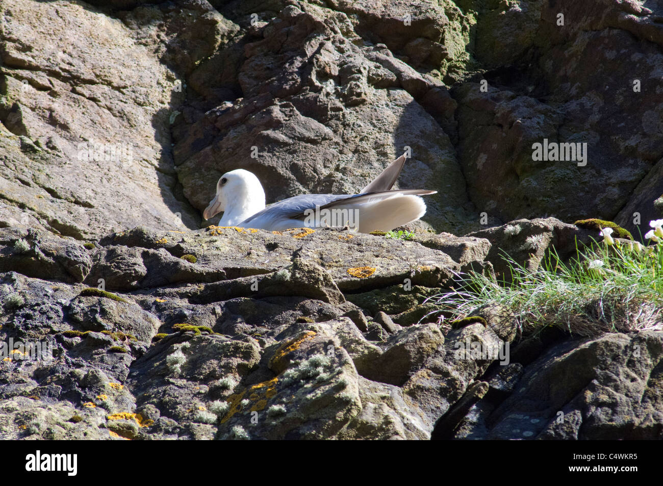 Scotland, Shetland Islands. Noss Scottish Natural Nature Reserve. Bird ...