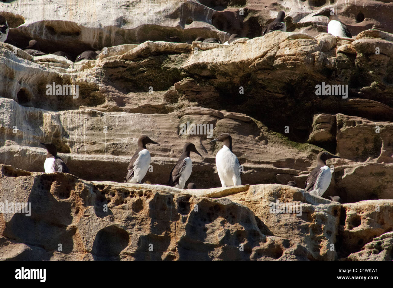 Scotland, Shetland Islands. Noss Scottish Natural Nature Reserve. Bird ...