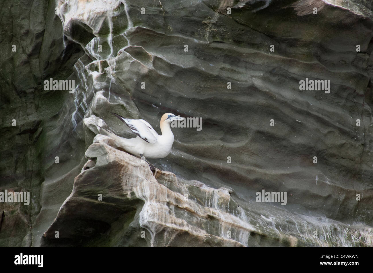 Scotland, Shetland Islands. Noss Scottish Natural Nature Reserve. Bird ...