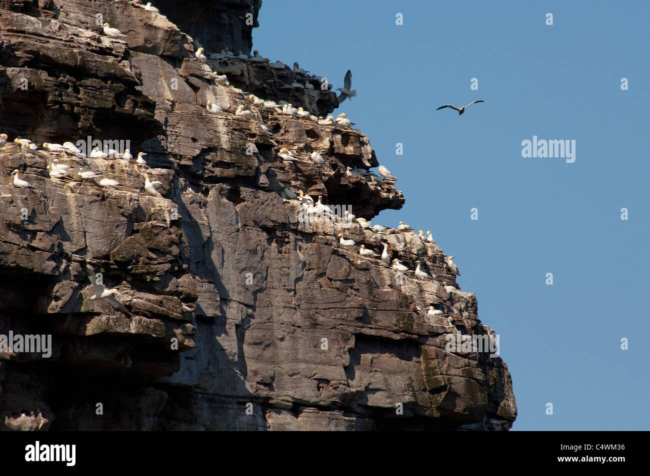 Scotland, Shetland Islands. Noss Scottish Natural Nature Reserve. Bird ...