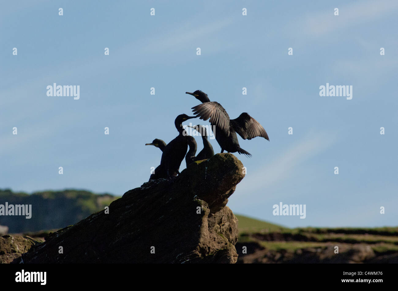 Scotland, Shetland Islands. Noss Scottish Natural Nature Reserve. Bird ...