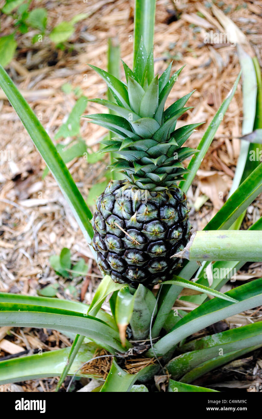 Ananas lucidus PINEAPPLE Stock Photo - Alamy