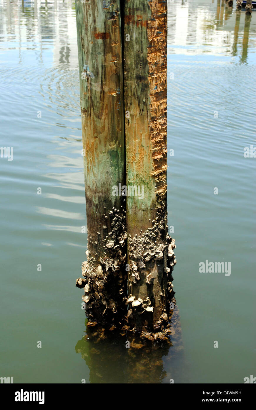 Florida barnacles hi-res stock photography and images - Alamy