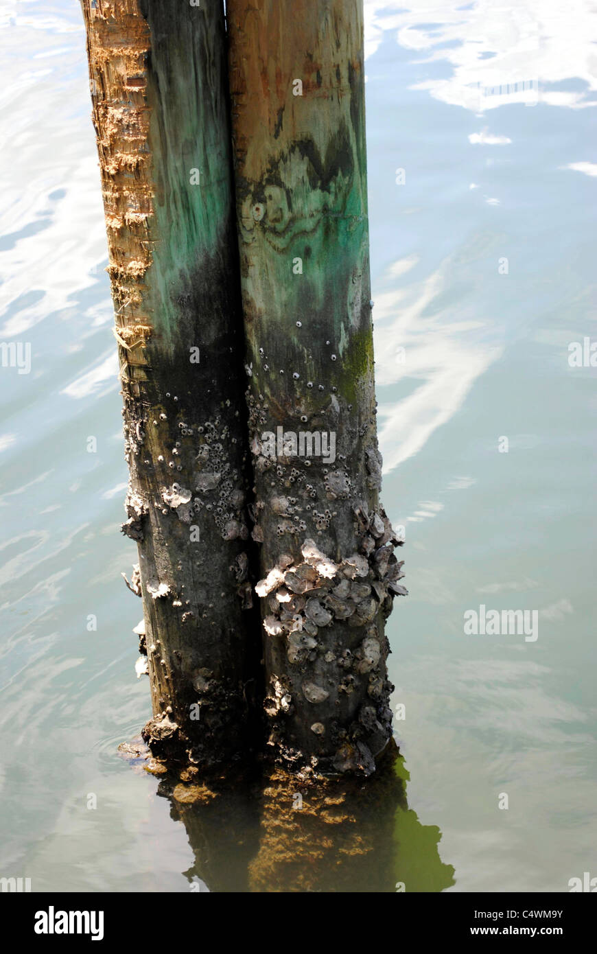 Barnacles on a mooring post Stock Photo - Alamy