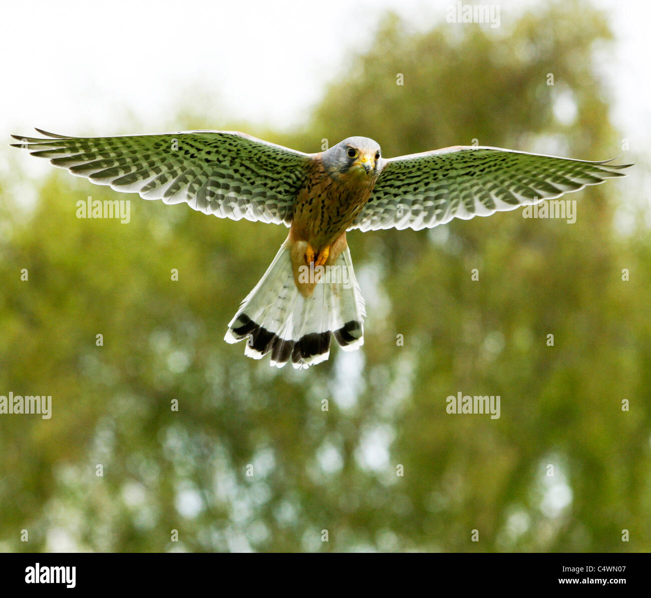 The kestral hi-res stock photography and images - Alamy