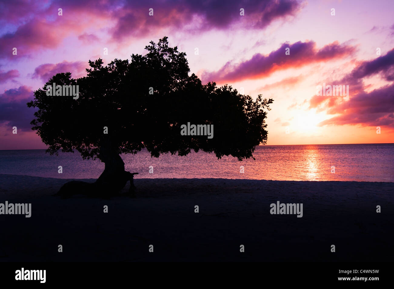 Aruba, silhouette of Watapana Tree at sunset Stock Photo - Alamy