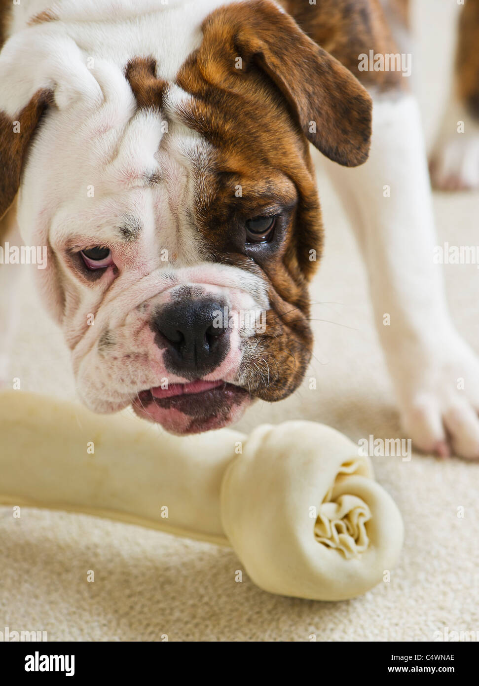 USA, New Jersey, Jersey City, Cute bulldog pup with bone Stock Photo ...