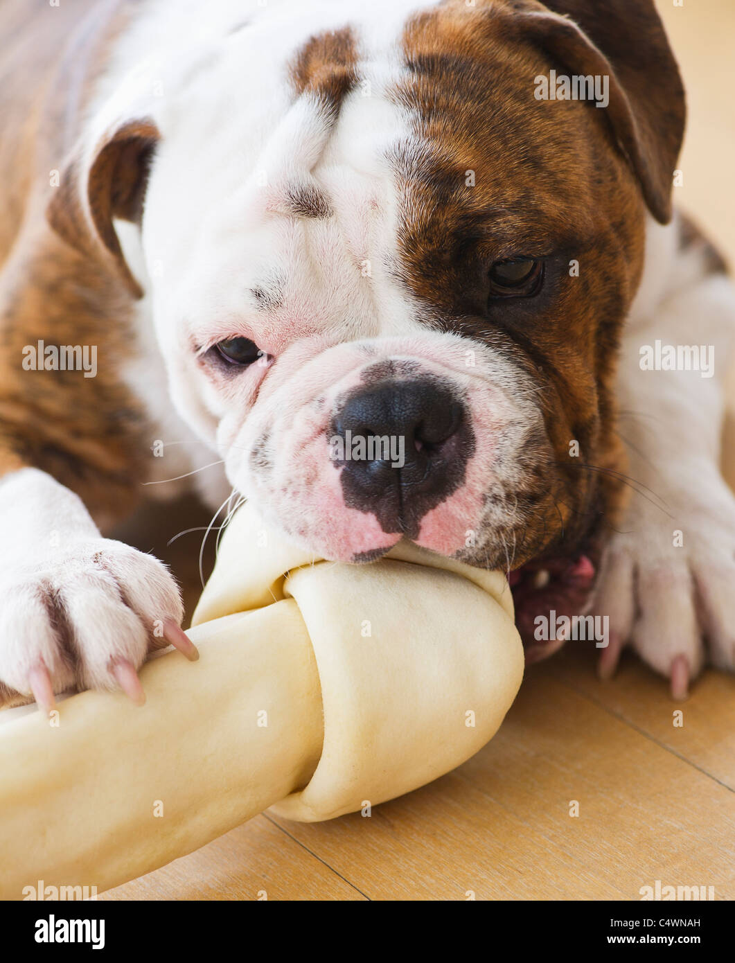 USA, New Jersey, Jersey City, Cute bulldog pup licking bone Stock Photo ...
