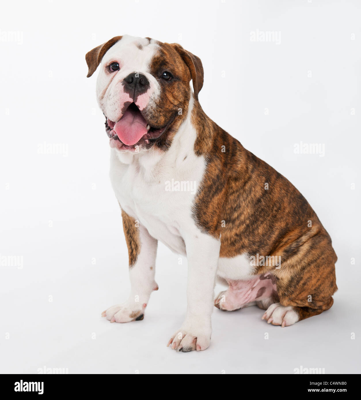 Bulldog looking over shoulder hi-res stock photography and images - Alamy