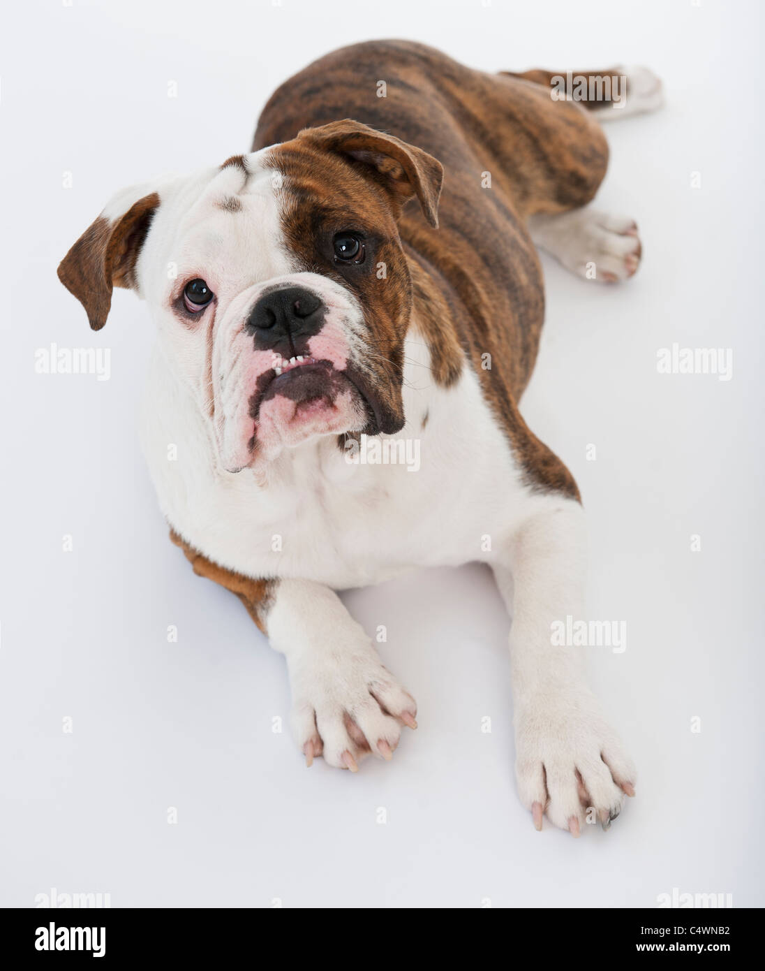 Portrait of cute bulldog pup Stock Photo - Alamy