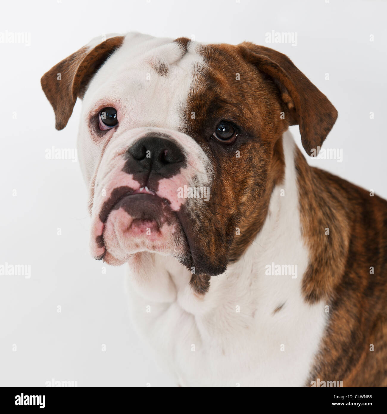 Bulldog looking over shoulder hi-res stock photography and images - Alamy