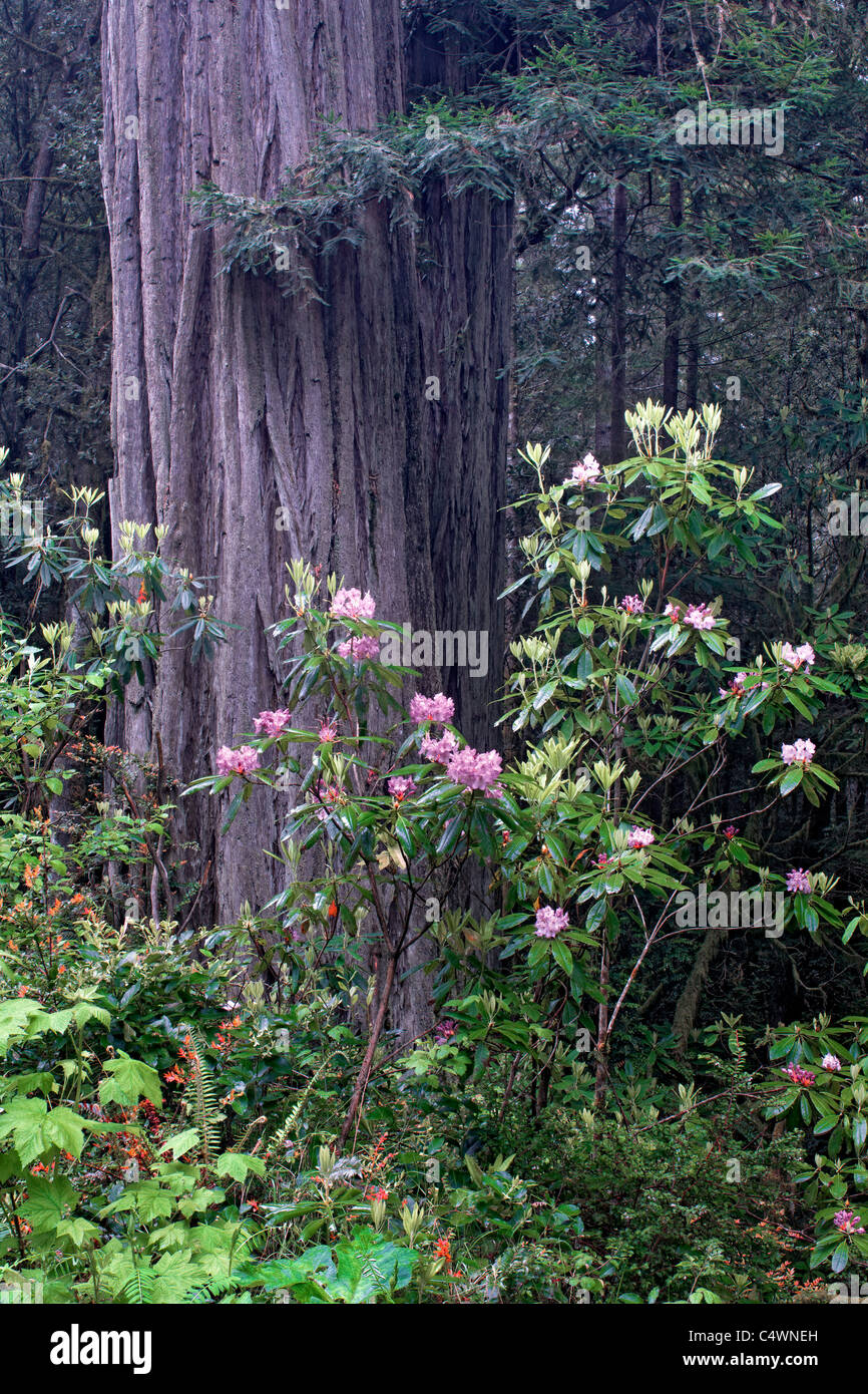 Spring in pacific grove hi-res stock photography and images - Alamy