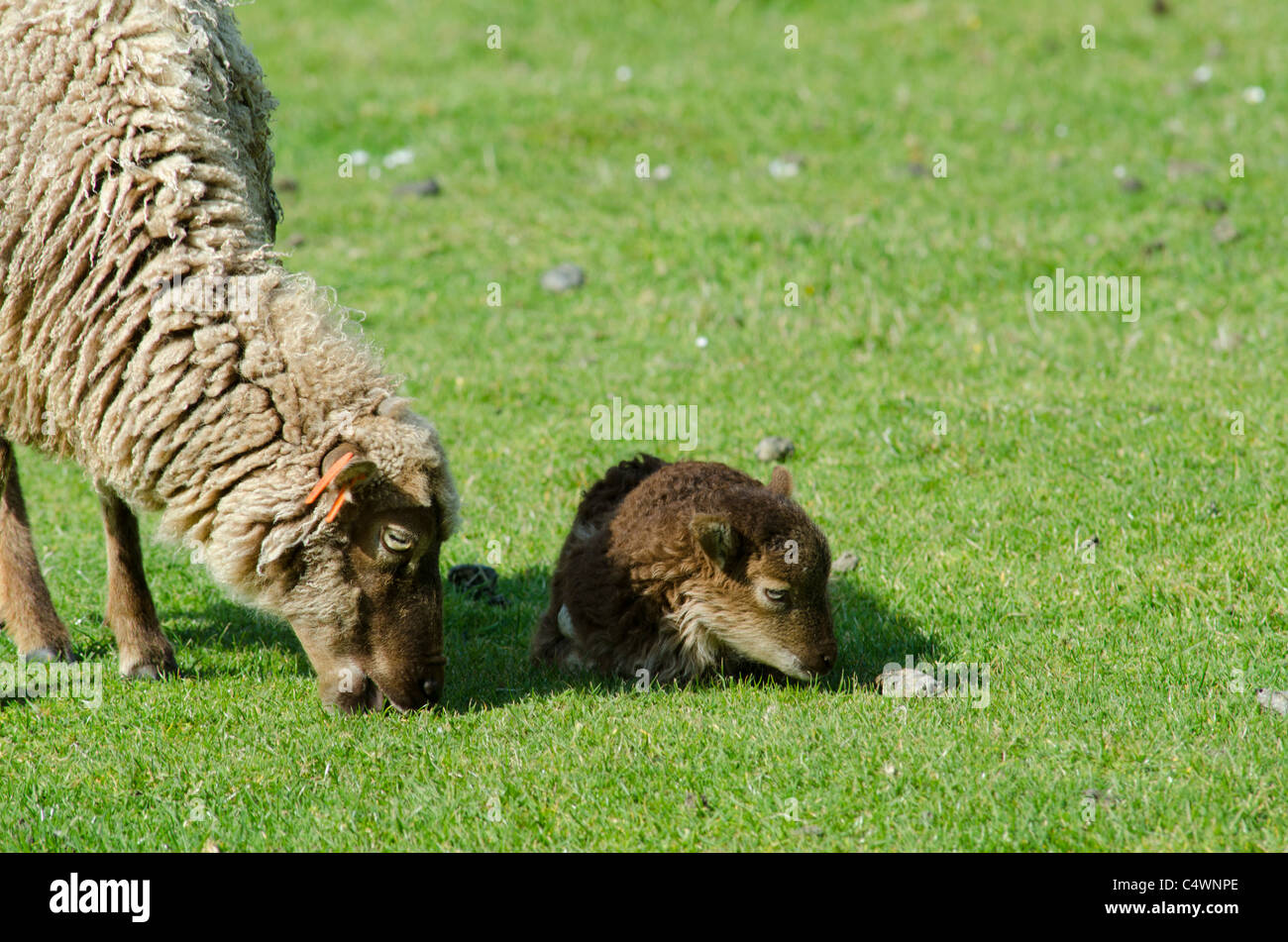Scotland, St. Kilda Islands, Outer Hebrides. Historic island of Hirta ...