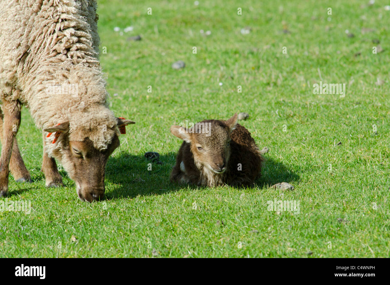 Scotland, St. Kilda Islands, Outer Hebrides. Historic island of Hirta ...