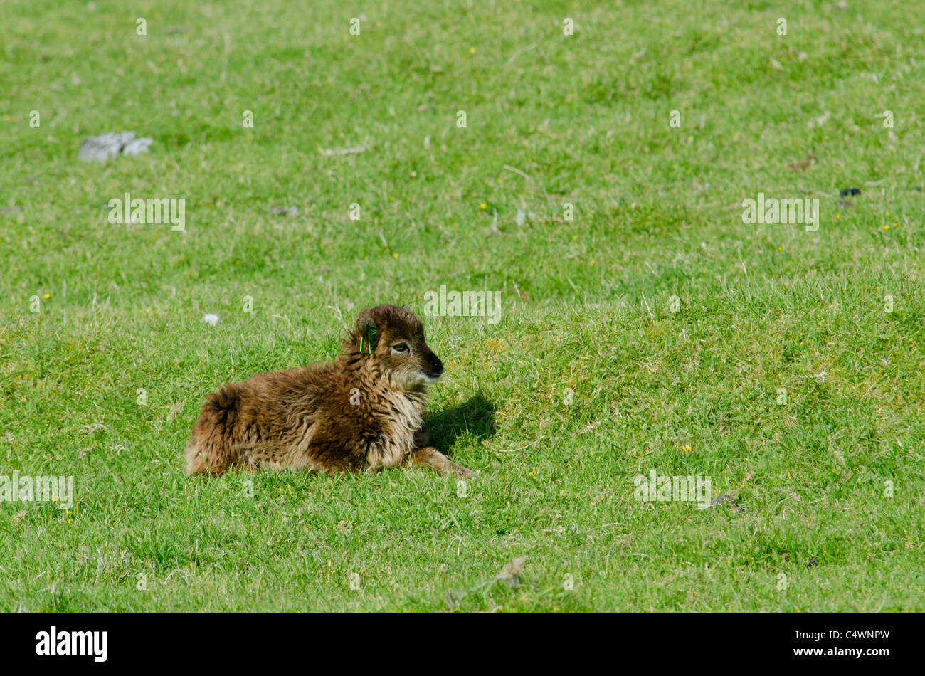 Scotland, St. Kilda Islands, Outer Hebrides. Historic island of Hirta ...