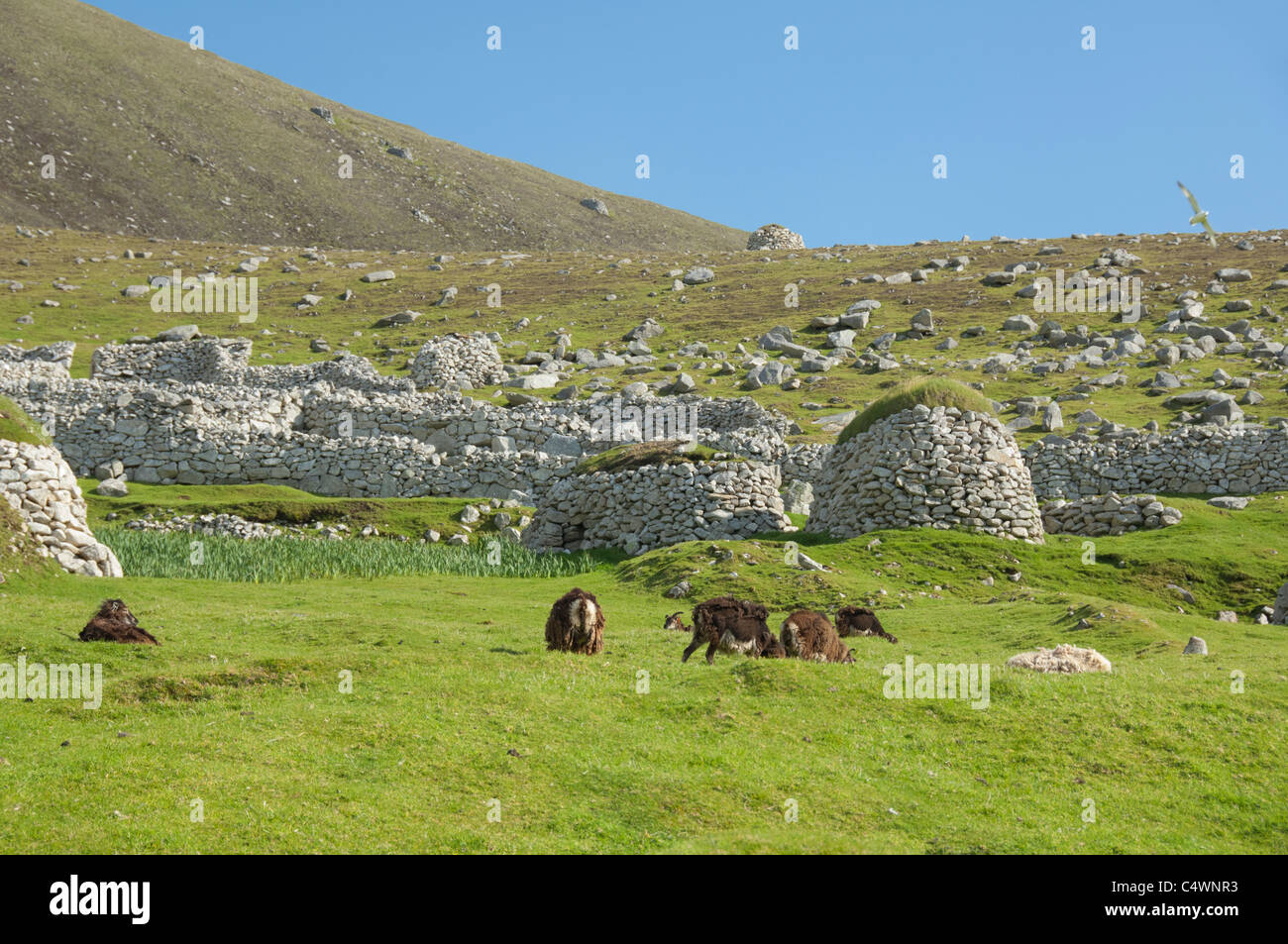 Scotland, St. Kilda Islands, Outer Hebrides. Historic island of Hirta ...