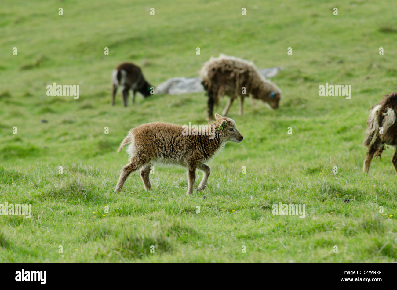 Scotland, St. Kilda Islands, Outer Hebrides. Historic island of Hirta ...