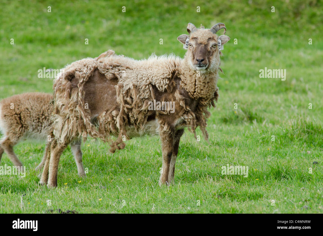 Scotland, St. Kilda Islands, Outer Hebrides. Historic island of Hirta ...