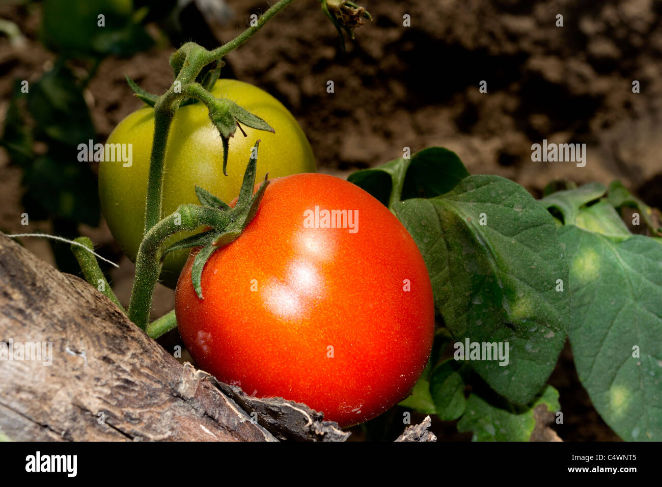 Two tomatoes in the garden Stock Photo - Alamy