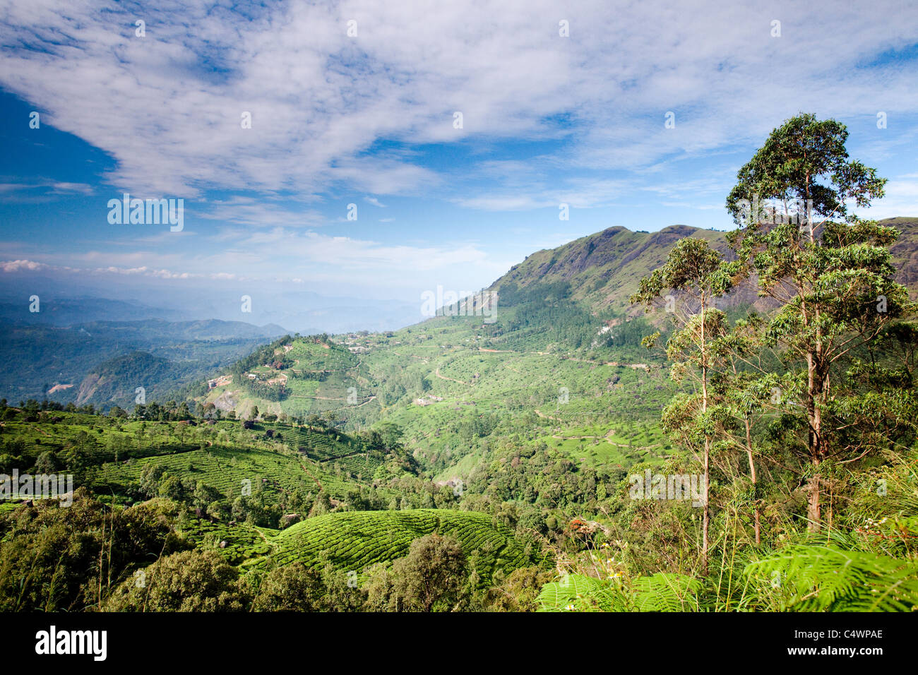 View of tea fields Munnar Stock Photo - Alamy
