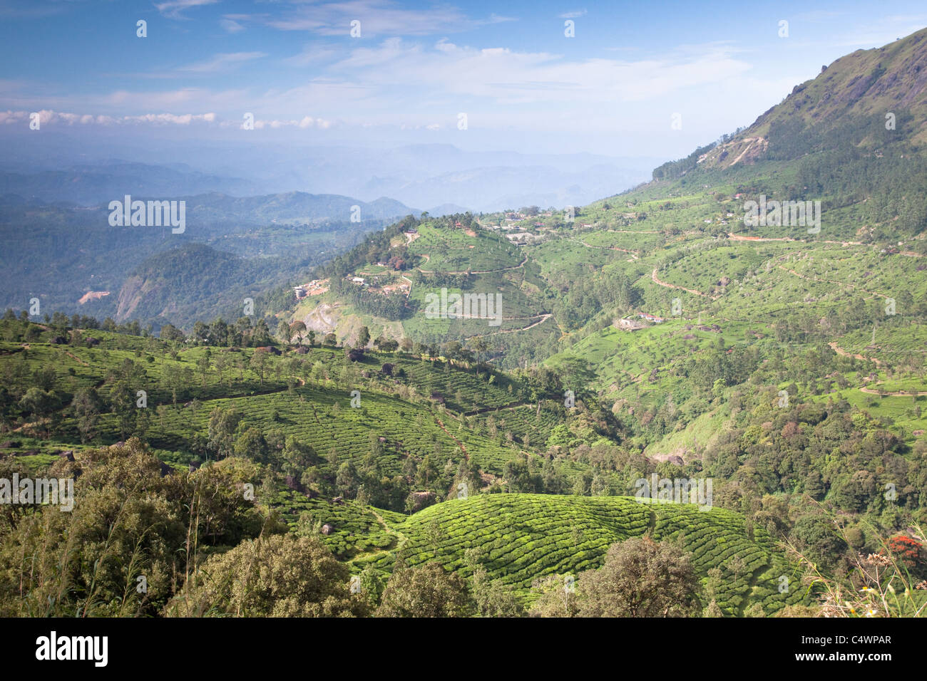 Tea fields kerala hi-res stock photography and images - Alamy