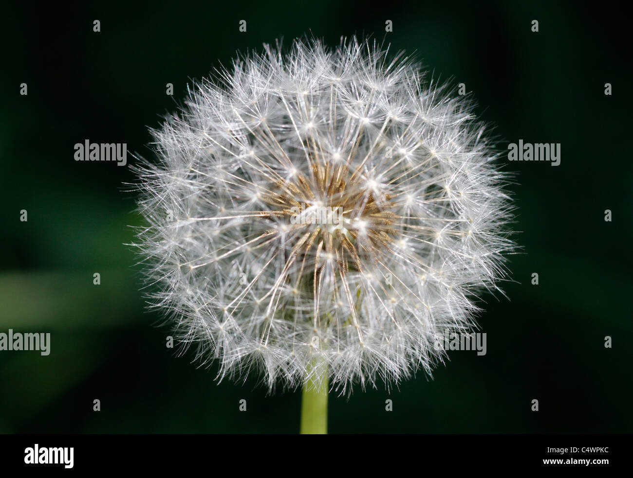 Dandelion. Note on focus: Sharp at the core and outer ring (edge Stock ...
