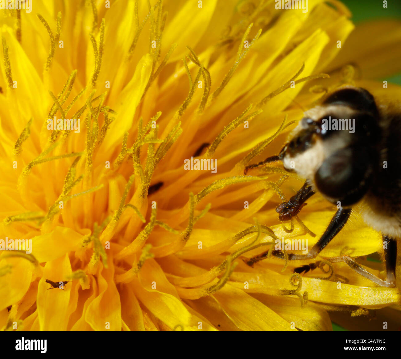 Proboscis bee hi-res stock photography and images - Alamy