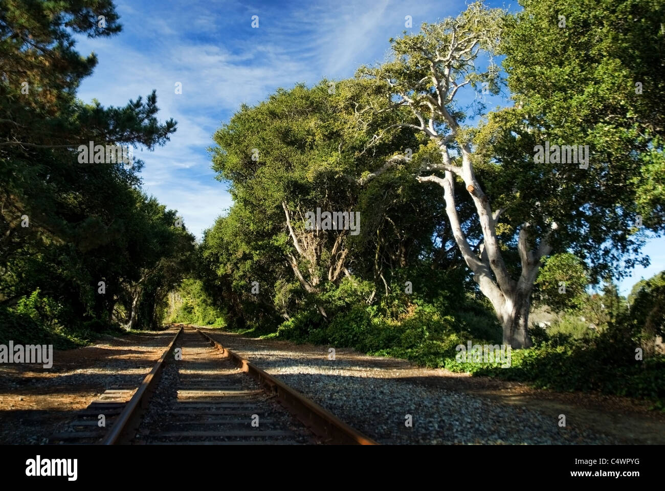 Tree line train tracks Stock Photo - Alamy