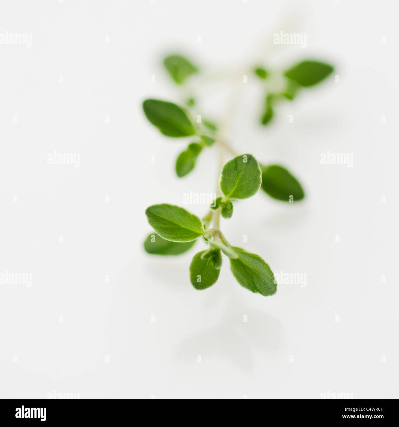 Studio shot of fresh oregano Stock Photo - Alamy