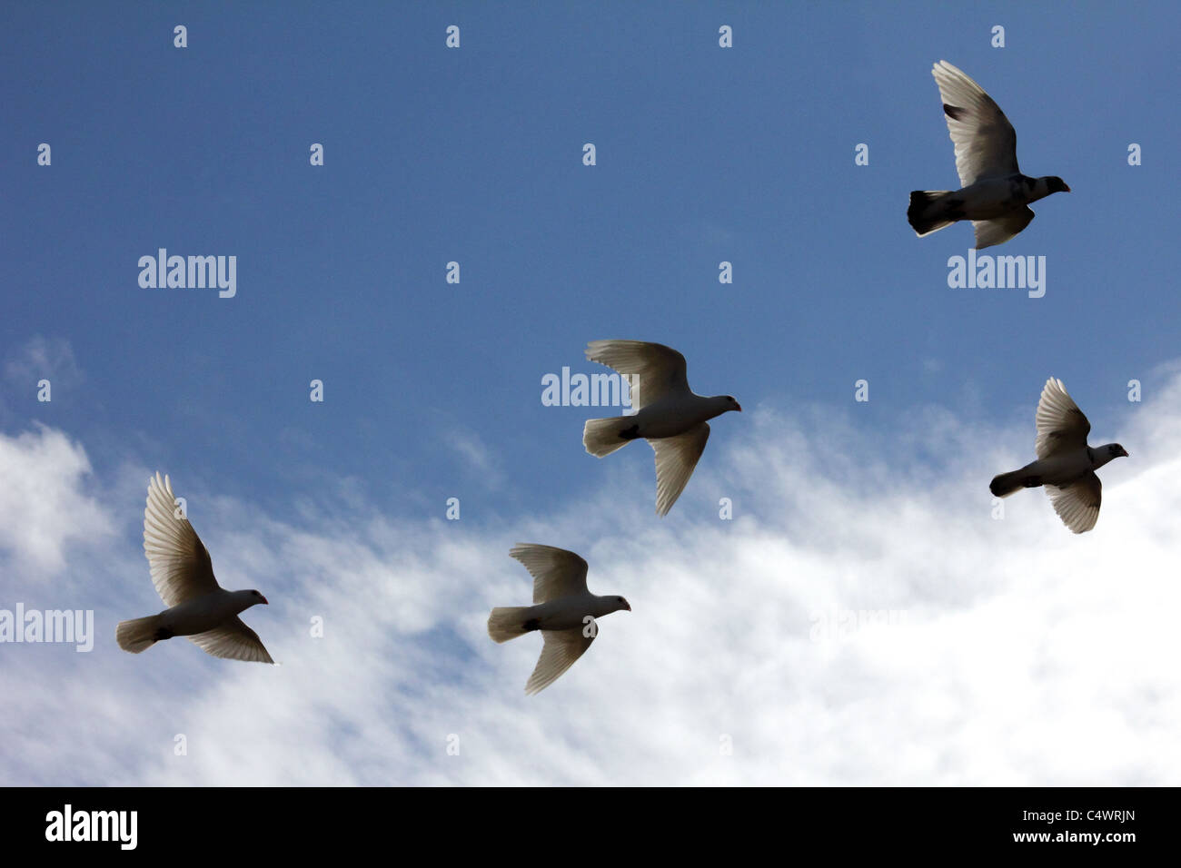 A flock of doves flying in the sky. horizontal Stock Photo - Alamy