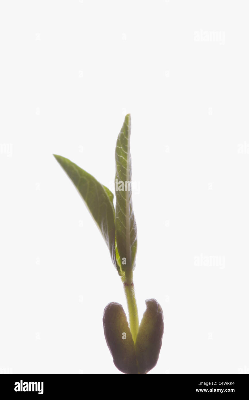 Seedling on white hi-res stock photography and images - Alamy