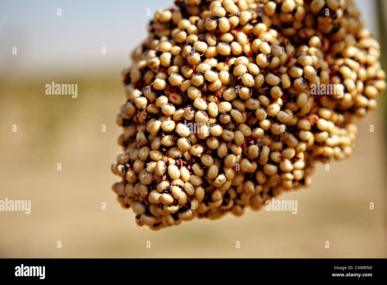 Sorghum closeup (Sorghum bicolor), Sudan, Africa Stock Photo - Alamy