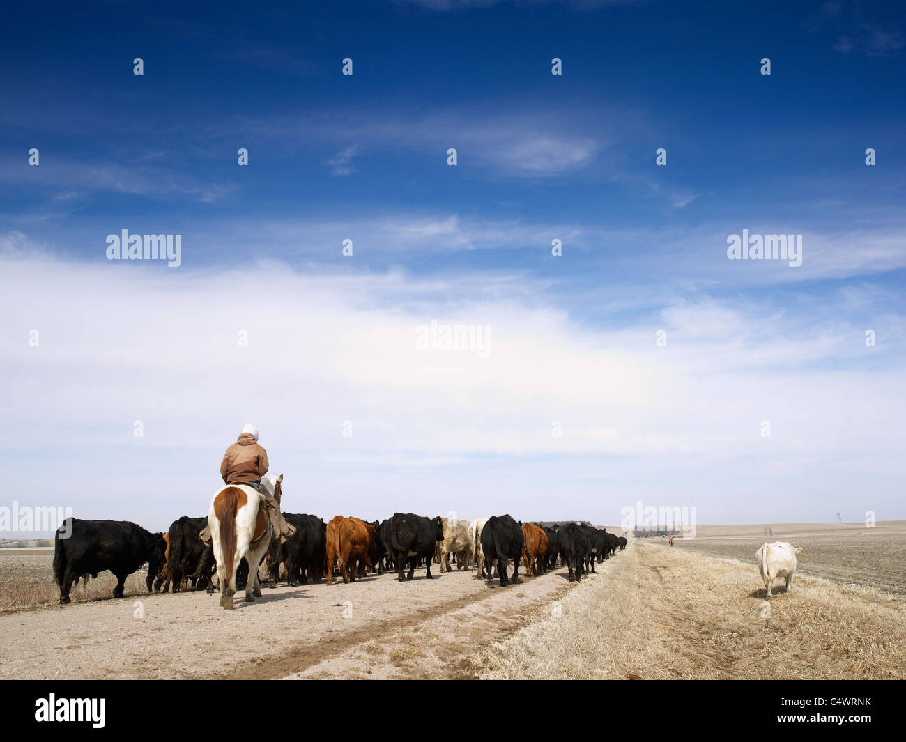 USA,Nebraska,Great Plains,horse rider driving cattle Stock Photo - Alamy