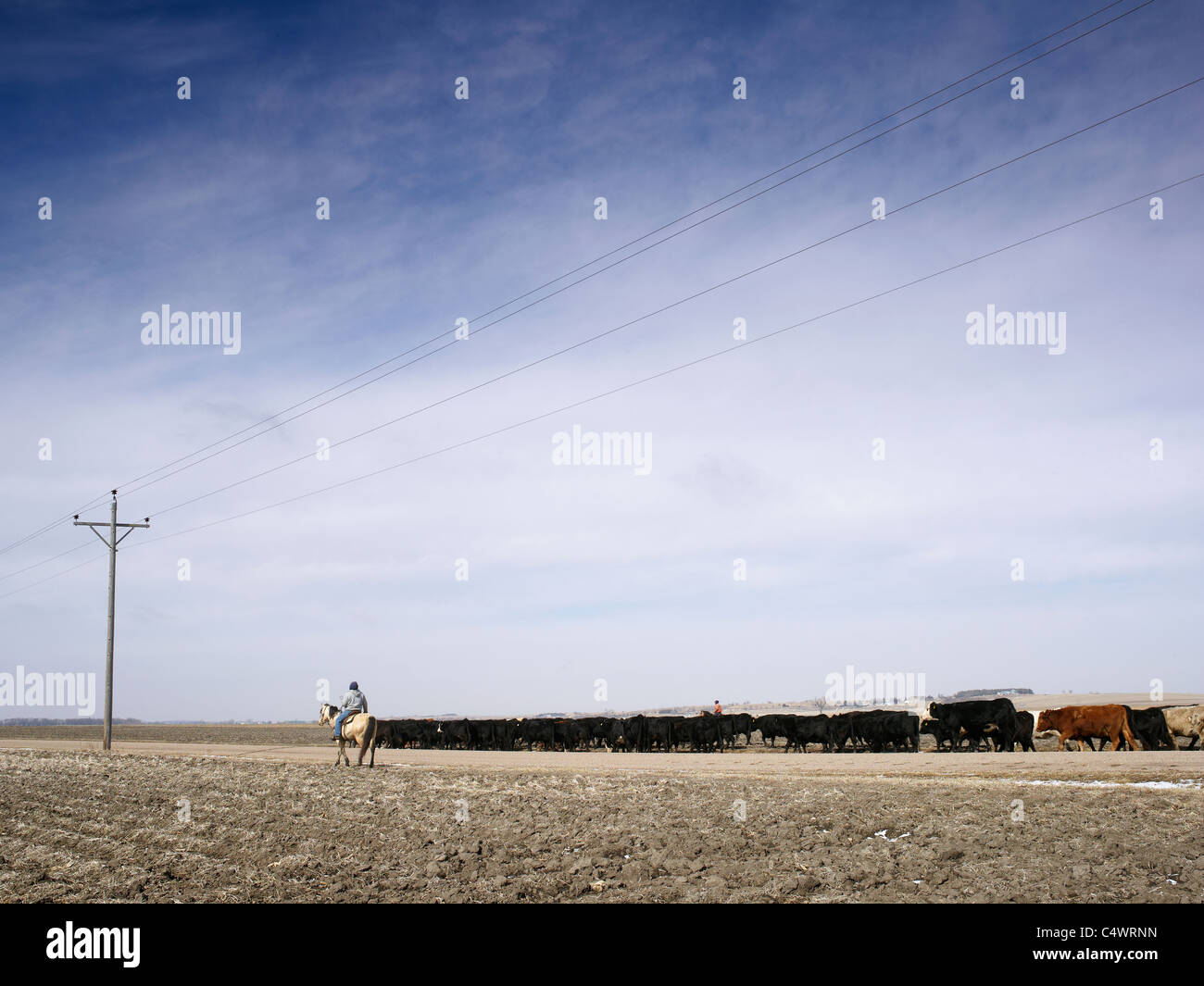 USA,Nebraska,Great Plains,horse rider driving cattle Stock Photo - Alamy