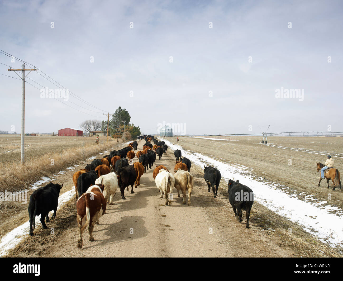 USA,Nebraska,Great Plains,horse rider driving cattle Stock Photo - Alamy