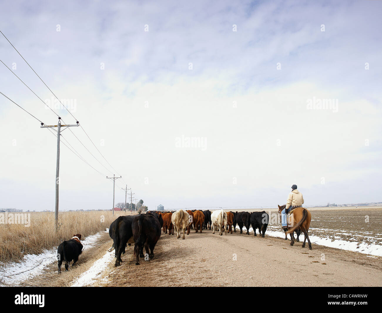 USA,Nebraska,Great Plains,horse rider driving cattle Stock Photo - Alamy