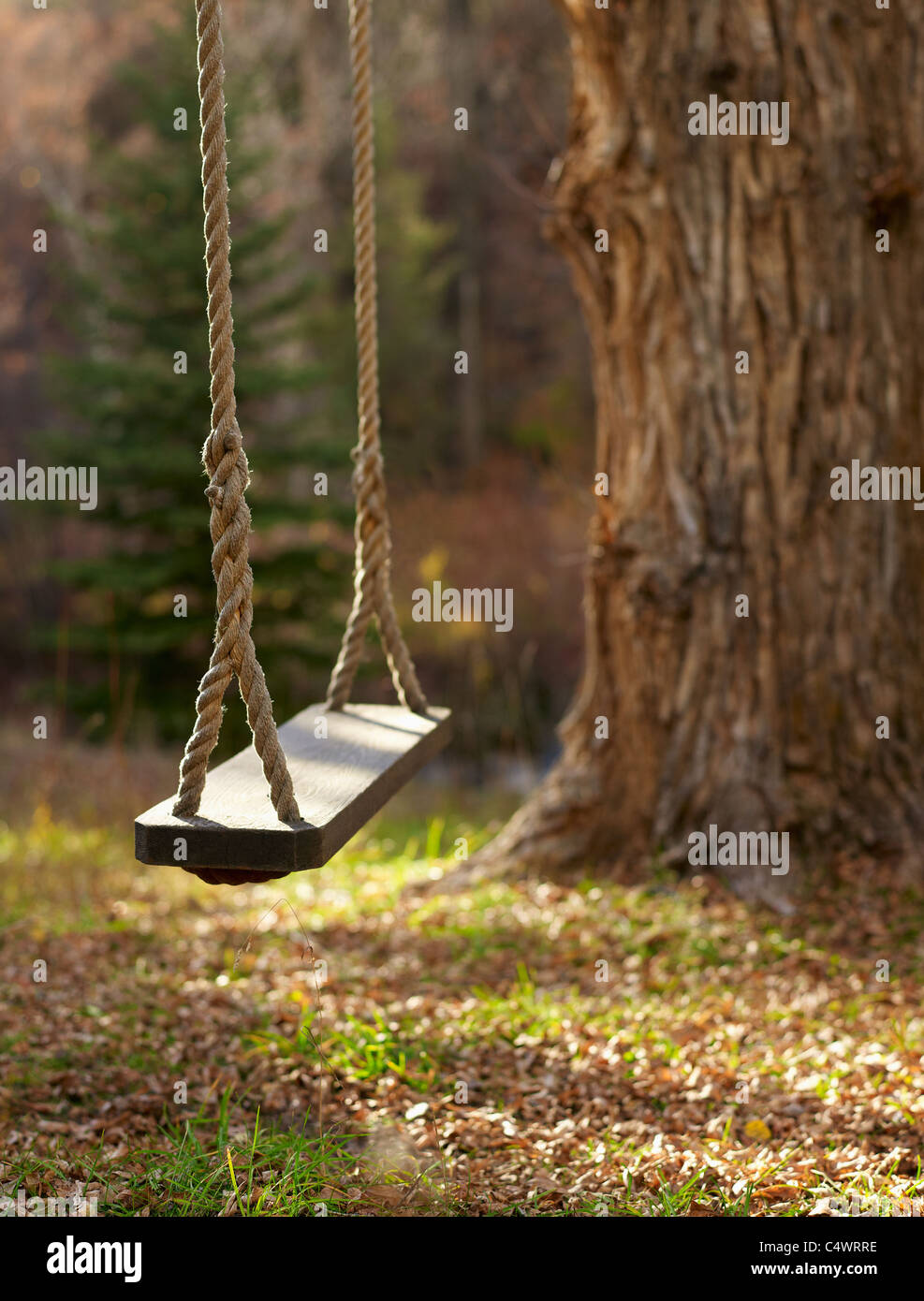 Empty Swing On A Tree